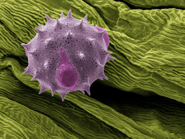 Pollen: Kunstausstellung im Botanischen Garten der Uni Wien